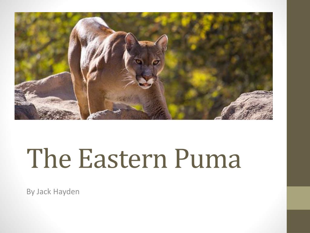 PPT - The Eastern Puma PowerPoint Presentation, free download - ID:2586078