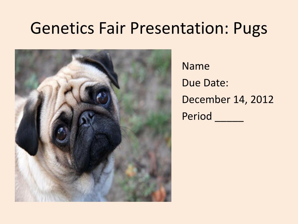 PPT - Genetics Fair Presentation: Pugs PowerPoint Presentation, free ...