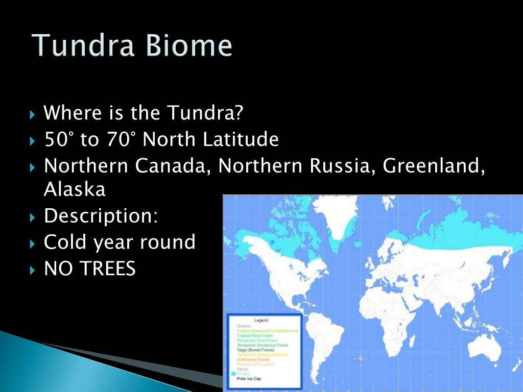 PPT - Tundra Biome PowerPoint Presentation, free download - ID:2586788