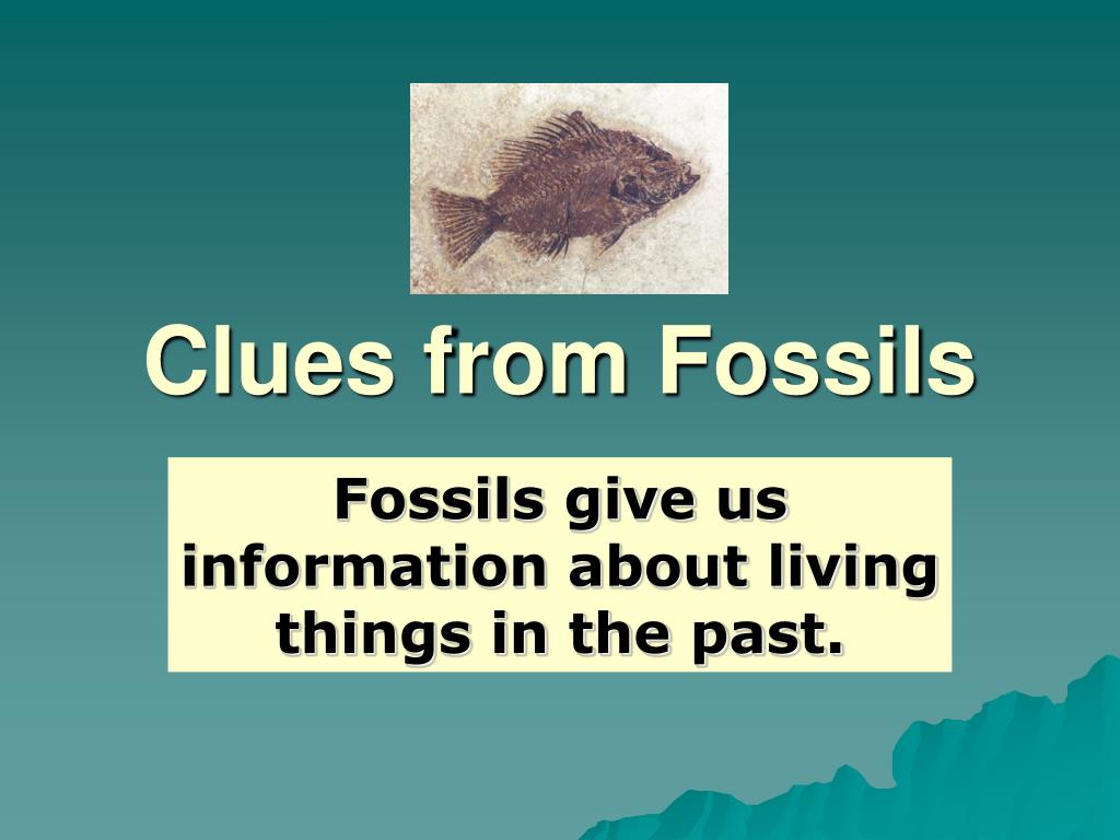 PPT - Clues from Fossils PowerPoint Presentation, free download - ID ...