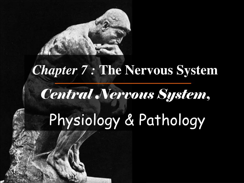 PPT - Chapter 7 : The Nervous System Central Nervous System ...