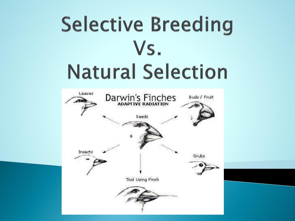 PPT - Selective Breeding Vs. Natural Selection PowerPoint Presentation ...