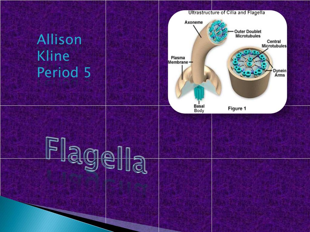 PPT - Flagella PowerPoint Presentation, free download - ID:2589031