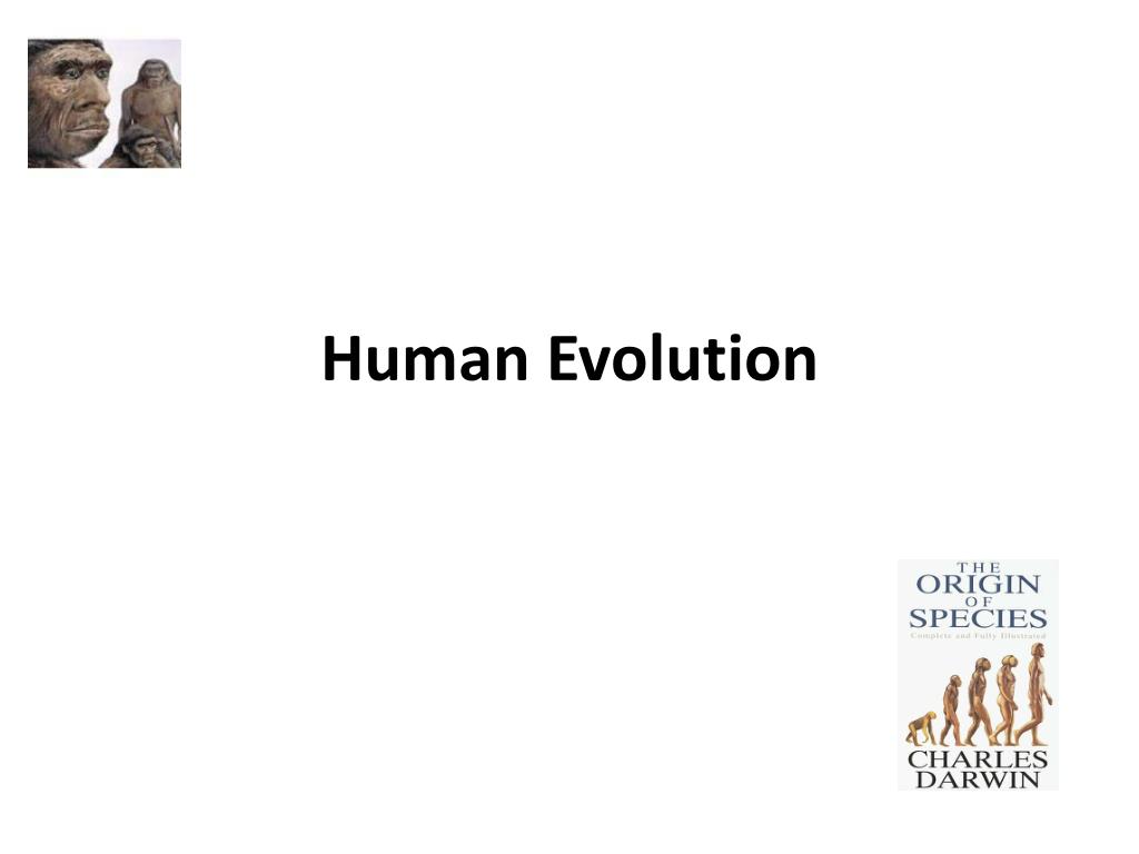 PPT - Human Evolution PowerPoint Presentation, free download - ID:2589062