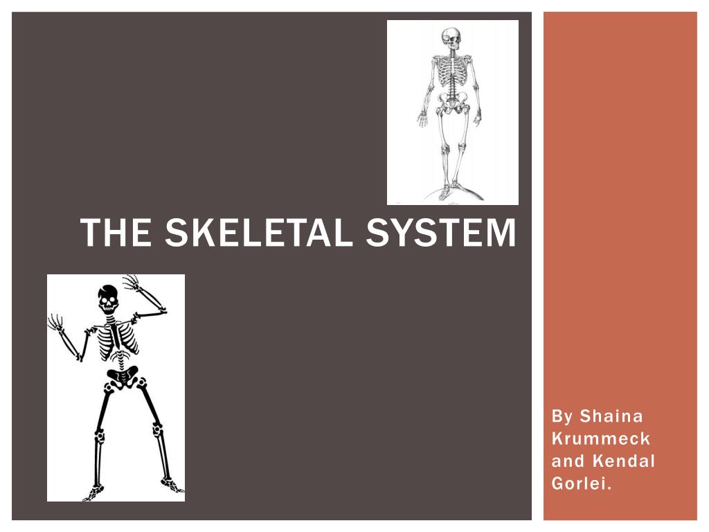 PPT - The Skeletal System: Functions, Protection, and Health PowerPoint ...
