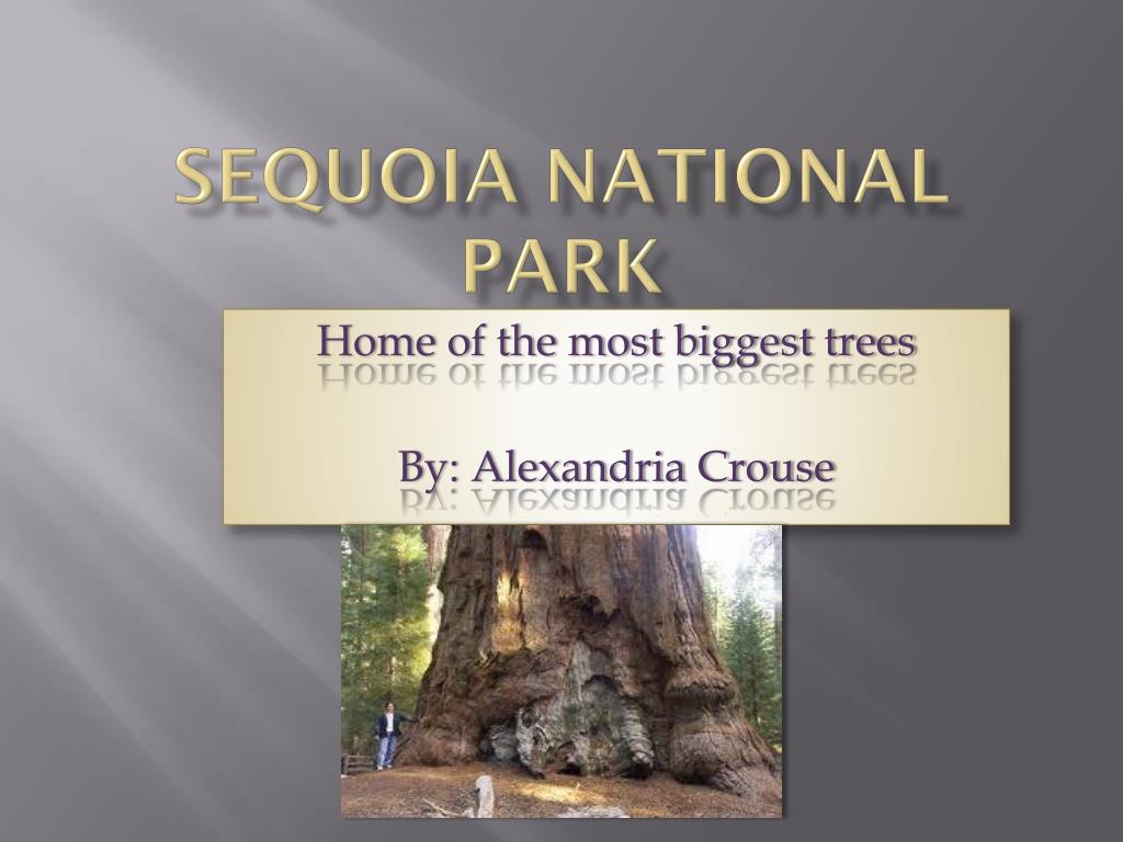 PPT - Sequoia National Park PowerPoint Presentation, free download - ID ...