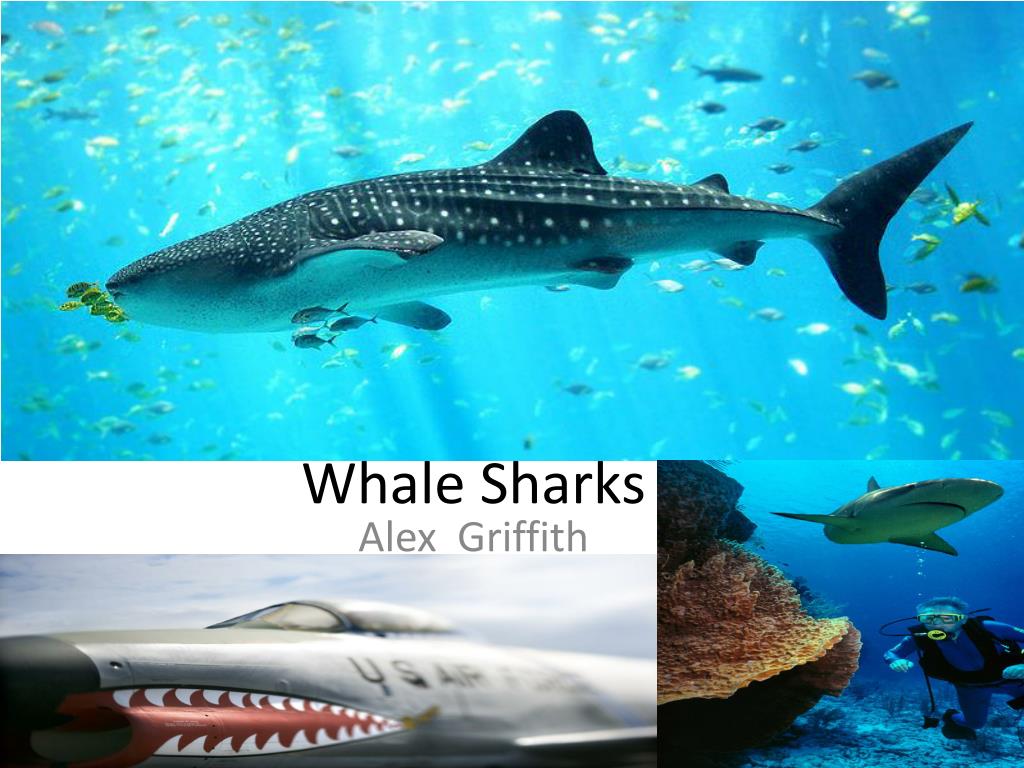 PPT - Whale Sharks PowerPoint Presentation, free download - ID:2592961