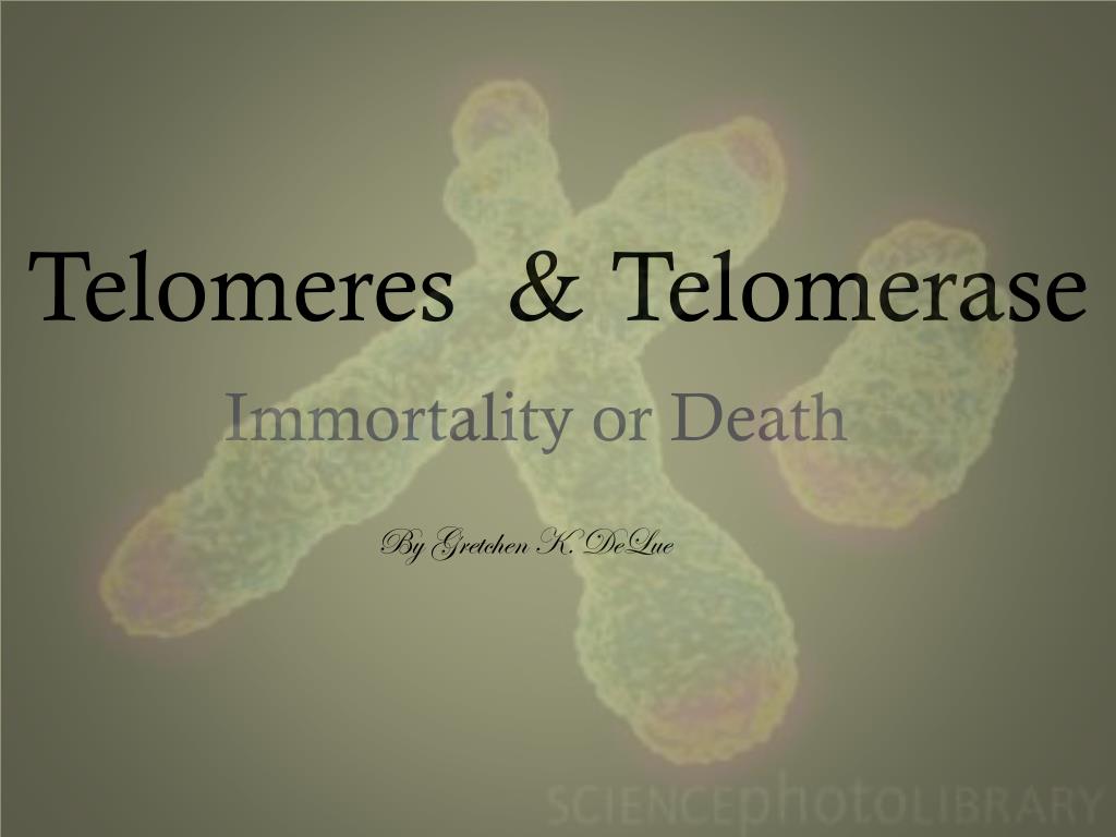 PPT - Telomeres & Telomerase PowerPoint Presentation, free download ...