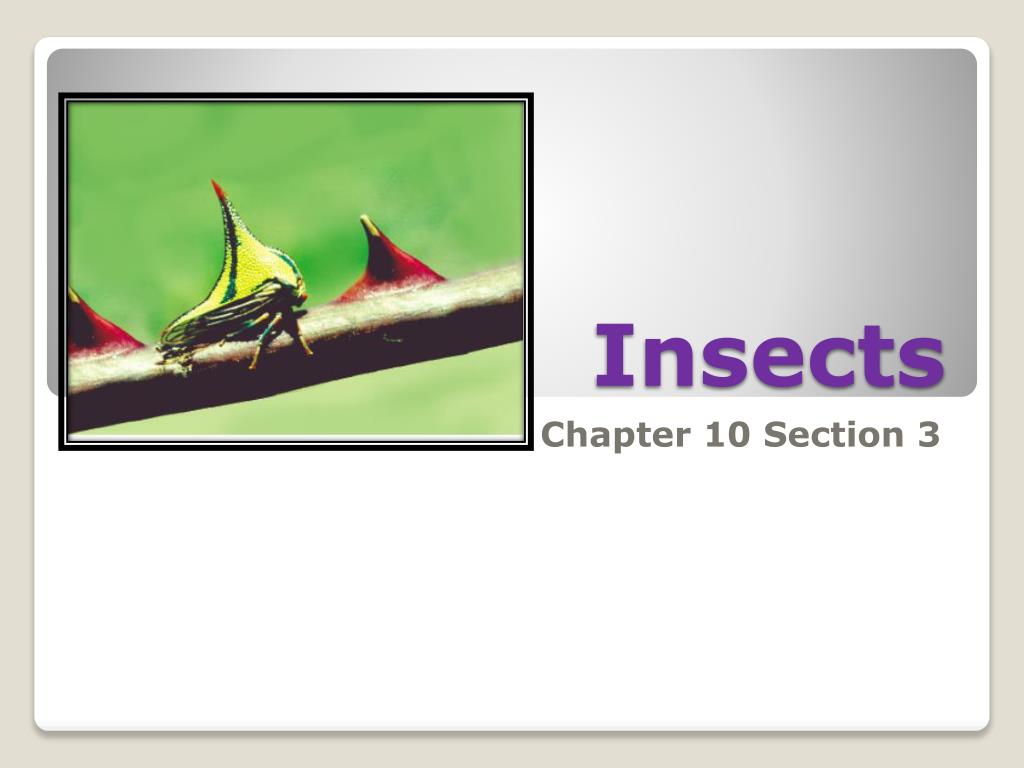 PPT - Insects PowerPoint Presentation, free download - ID:2593521