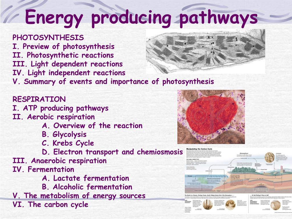 PPT - Energy producing pathways PowerPoint Presentation, free download ...