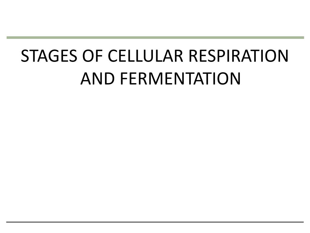 PPT - STAGES OF CELLULAR RESPIRATION AND FERMENTATION PowerPoint ...