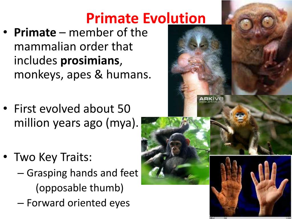 PPT - Primate Evolution PowerPoint Presentation, free download - ID:2597066