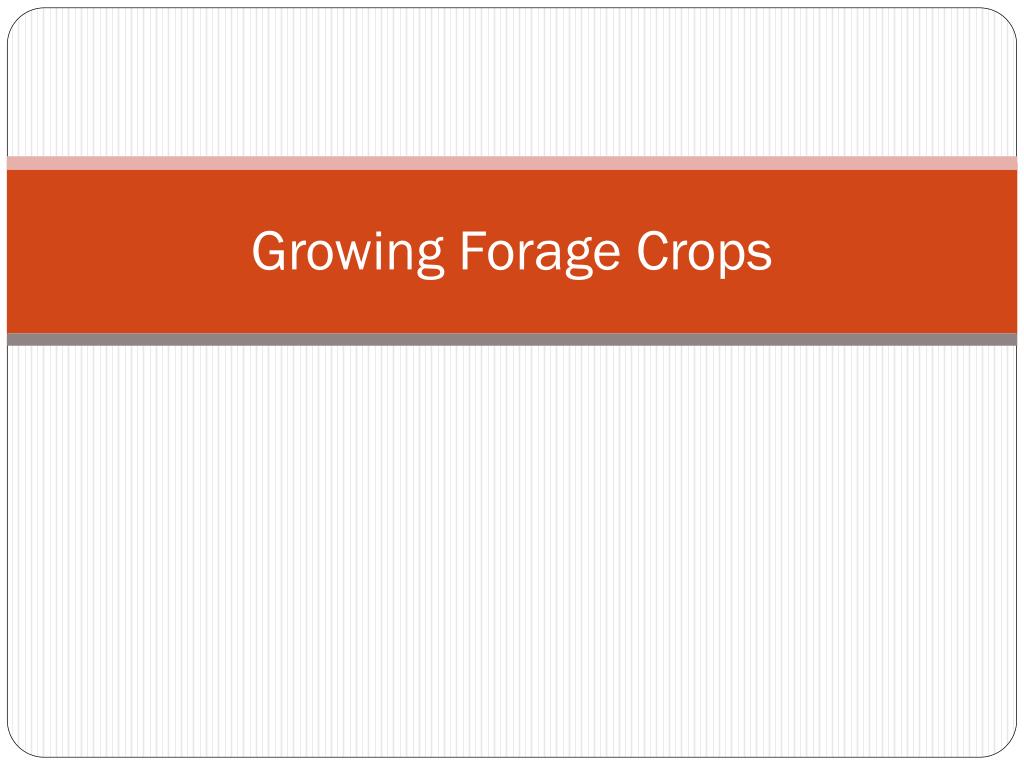 PPT - Growing Forage Crops PowerPoint Presentation, free download - ID ...