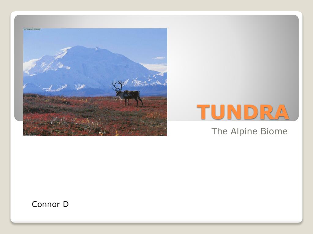 PPT - TUNDRA PowerPoint Presentation, free download - ID:2600410