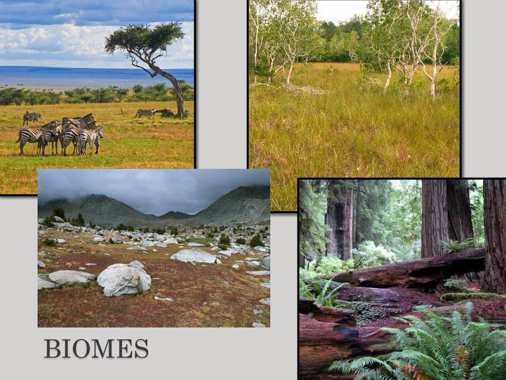PPT - Biomes PowerPoint Presentation, free download - ID:2601731