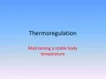 PPT - Thermoregulation PowerPoint Presentation, free download - ID:750606