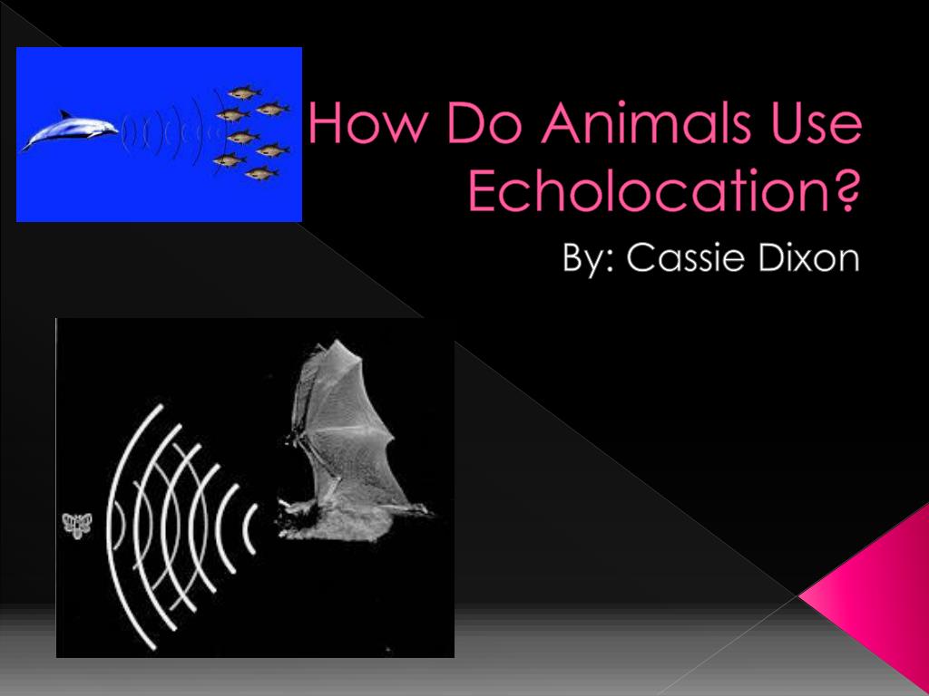 PPT - How Do Animals Use Echolocation? PowerPoint Presentation, free ...