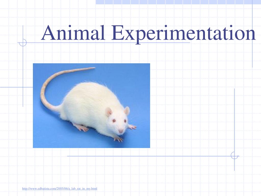PPT - Animal Experimentation PowerPoint Presentation, free download ...