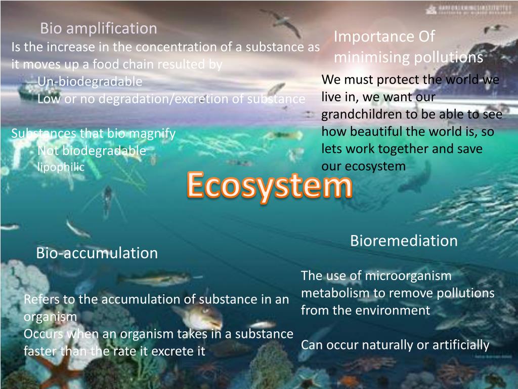 PPT - Ecosystem PowerPoint Presentation, free download - ID:2609506