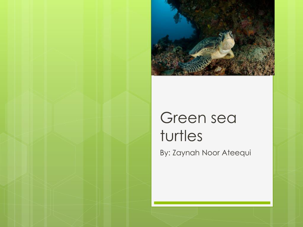 PPT - Green sea turtles PowerPoint Presentation, free download - ID:2609622