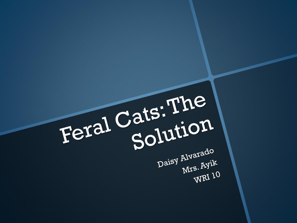 PPT - Feral Cats: The Solution PowerPoint Presentation, free download ...