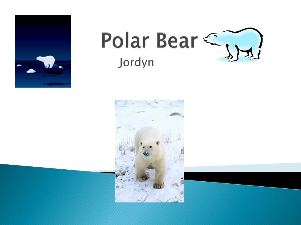 PPT - Polar Bear PowerPoint Presentation, free download - ID:2610700
