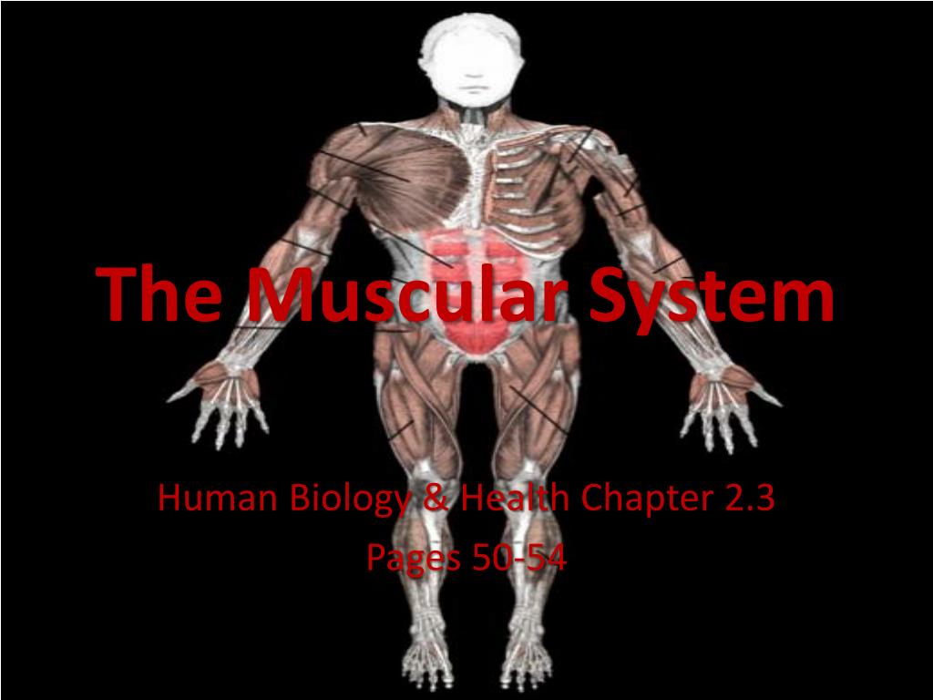 PPT - The Muscular System PowerPoint Presentation, free download - ID ...