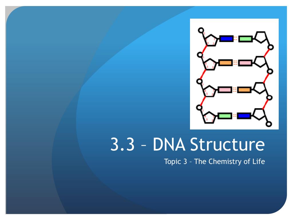 PPT - 3.3 – DNA Structure PowerPoint Presentation, free download - ID ...