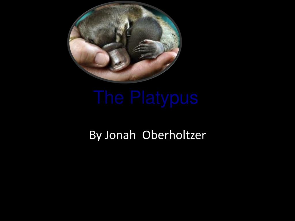 PPT - The Platypus PowerPoint Presentation, free download - ID:2614624