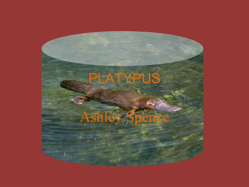 PPT - PLATYPUS PowerPoint Presentation, free download - ID:2614656