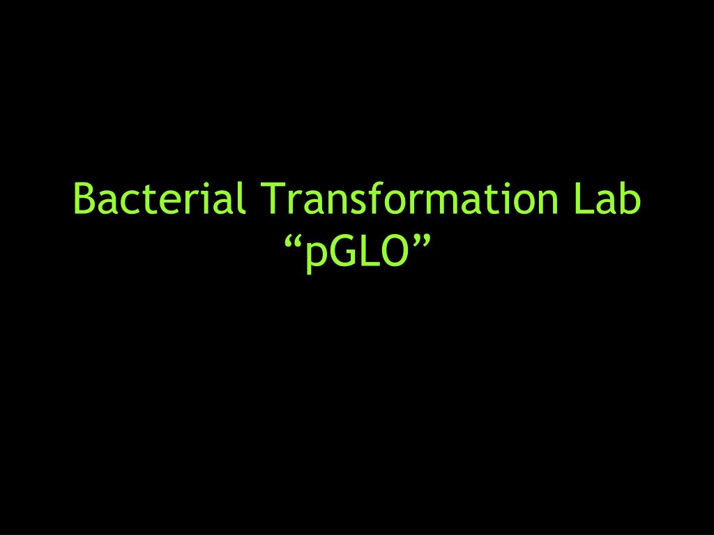 PPT - Bacterial Transformation Lab “ pGLO ” PowerPoint Presentation ...