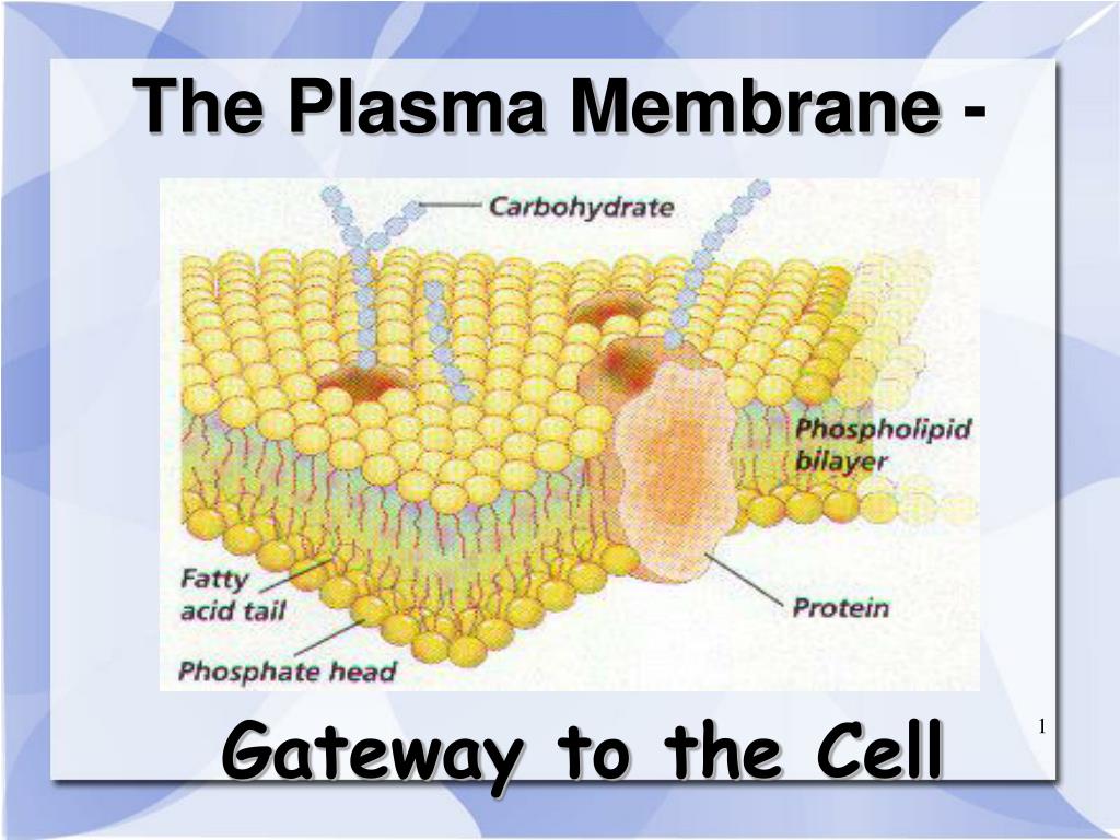 PPT - The Plasma Membrane - PowerPoint Presentation, free download - ID ...