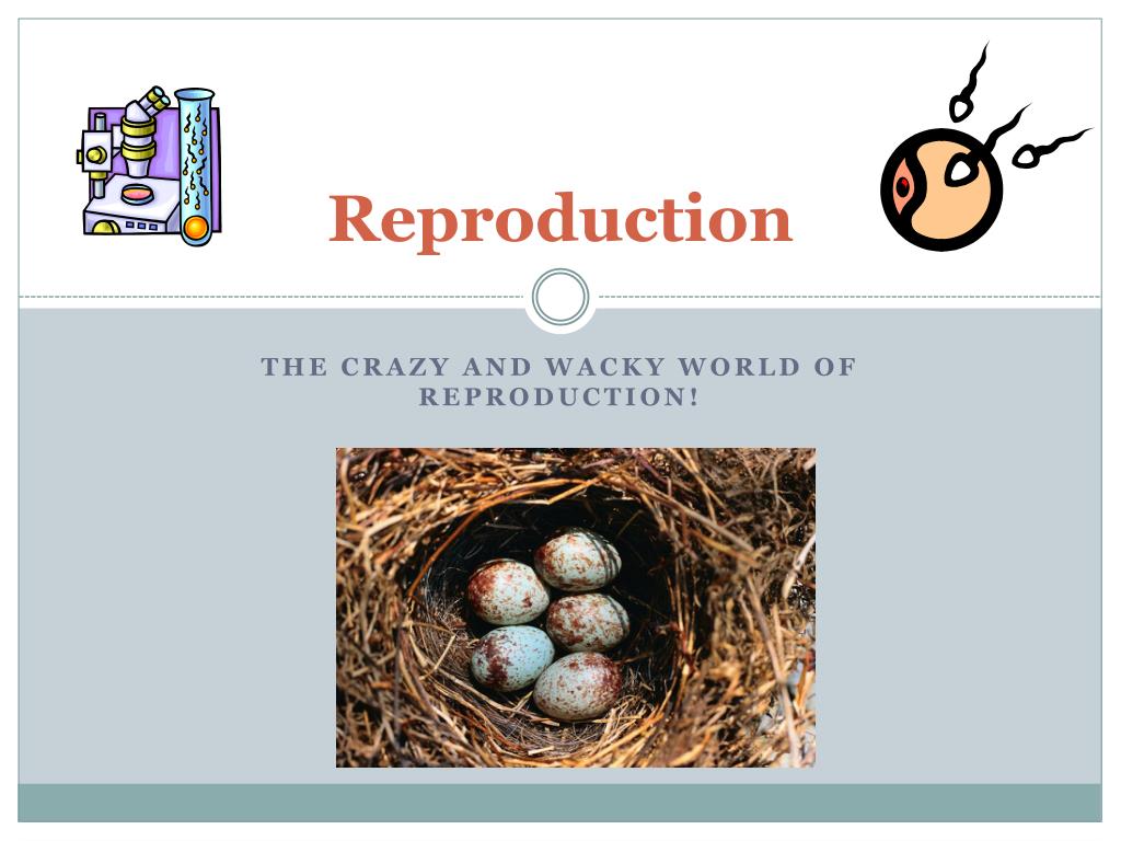 PPT - Reproduction PowerPoint Presentation, free download - ID:2616649