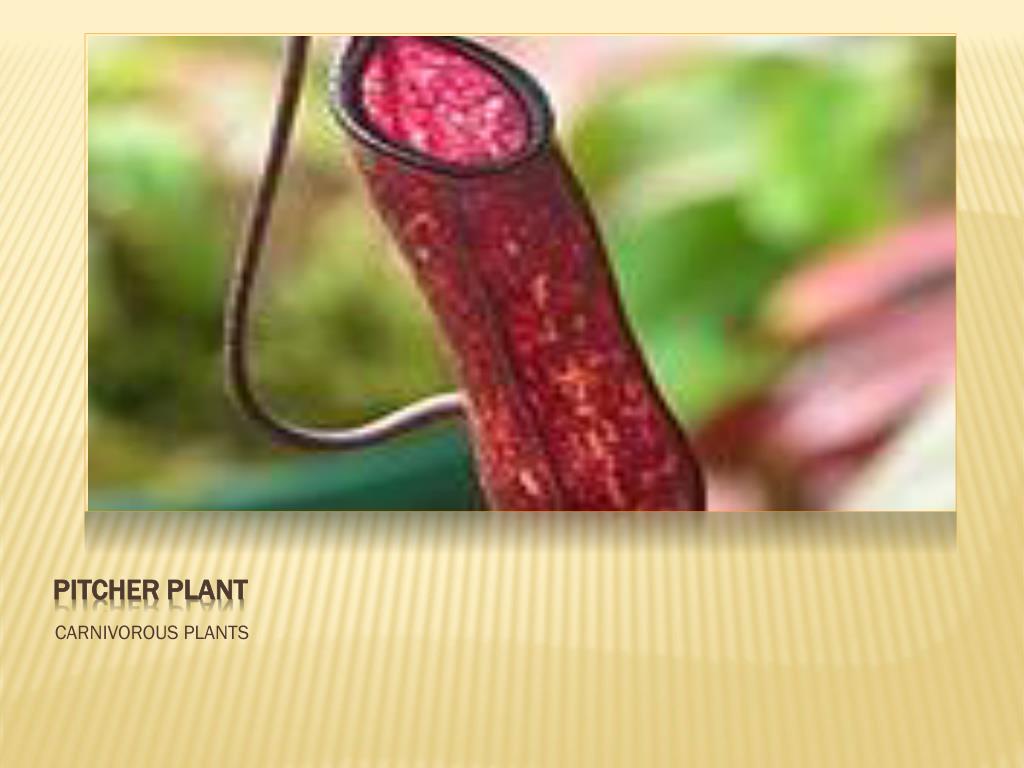 PPT - PITCHER PLANT PowerPoint Presentation, free download - ID:2617135