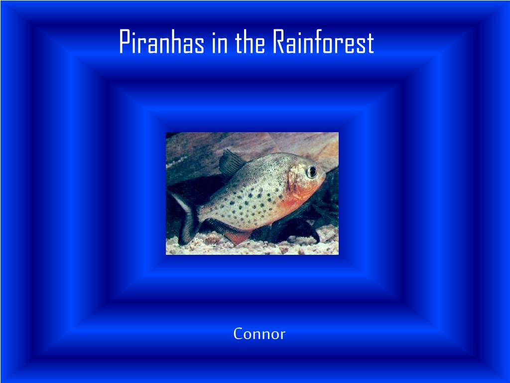 PPT - Piranhas in the Rainforest PowerPoint Presentation, free download ...