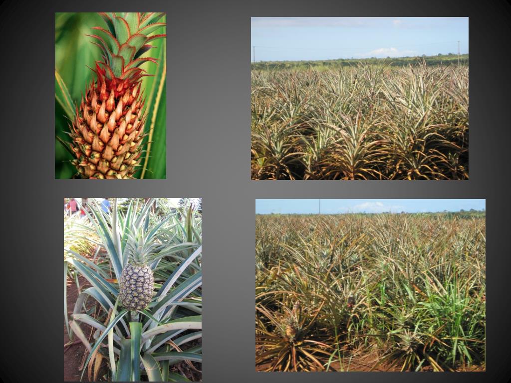 PPT - Pineapple Growth Cycle PowerPoint Presentation, free download ...