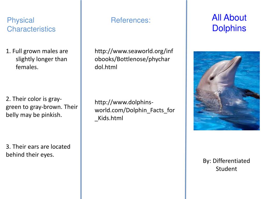 PPT - All About Dolphins PowerPoint Presentation, free download - ID ...