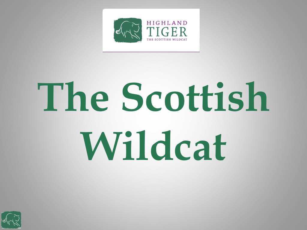 PPT - The Scottish Wildcat PowerPoint Presentation, free download - ID ...