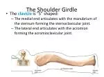 PPT - Shoulder girdle PowerPoint Presentation, free download - ID:5740918