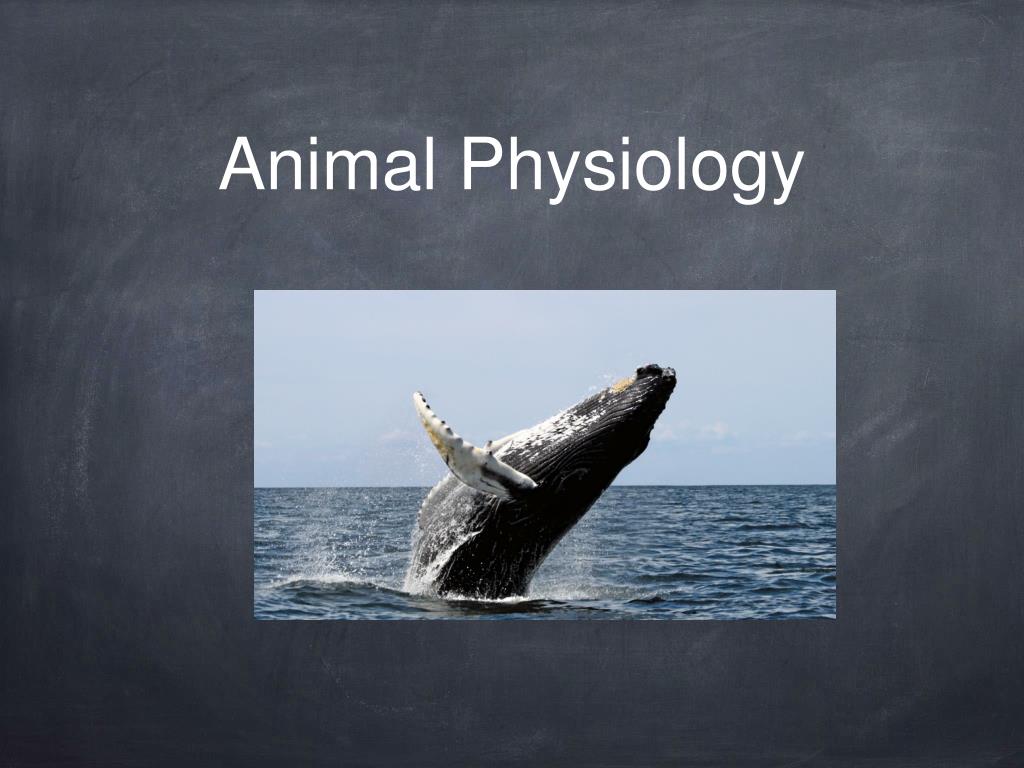 PPT - Animal Physiology PowerPoint Presentation, free download - ID:2621181