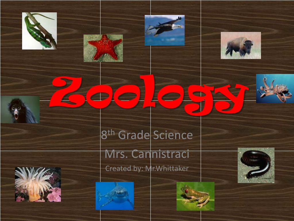 PPT - Zoology PowerPoint Presentation, free download - ID:2623593