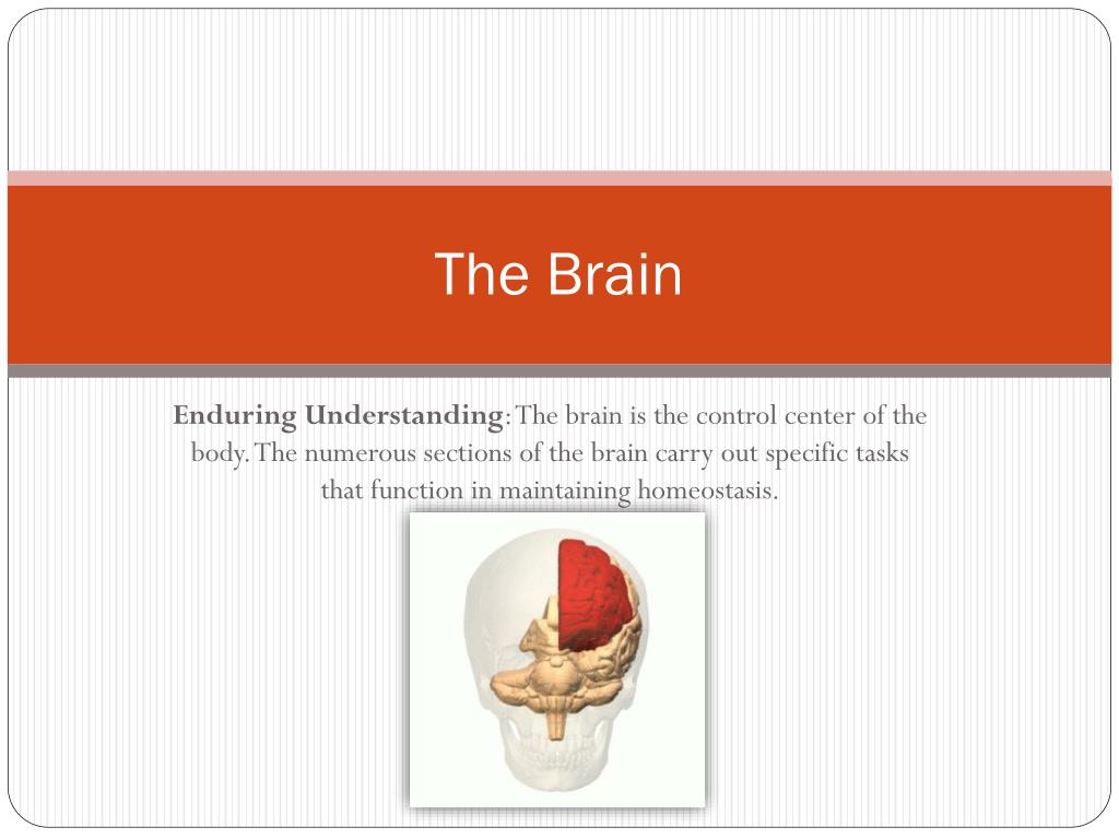 PPT - The Brain PowerPoint Presentation, free download - ID:2624354