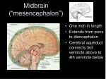 PPT - MIDBRAIN PowerPoint Presentation, free download - ID:629101