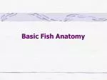 PPT - External Anatomy of Fish PowerPoint Presentation, free download ...