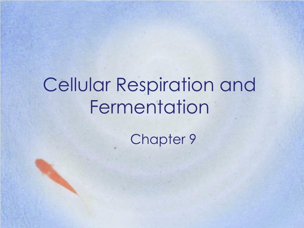 PPT - Cellular Respiration and Fermentation PowerPoint Presentation ...