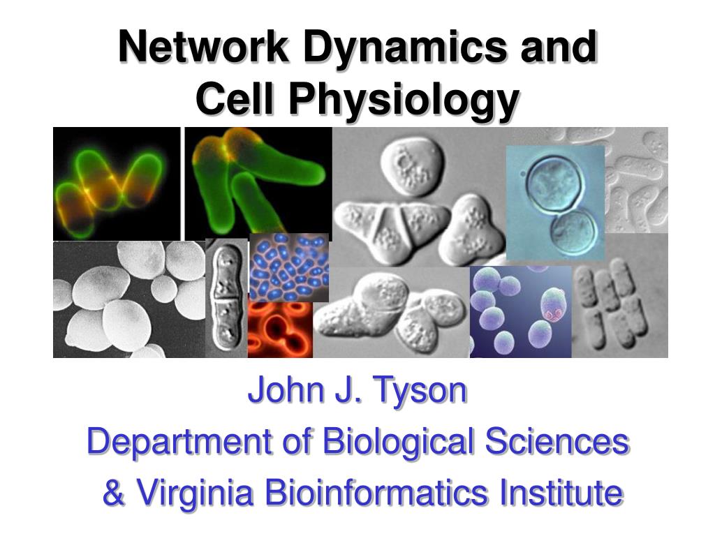 PPT - Network Dynamics and Cell Physiology PowerPoint Presentation ...