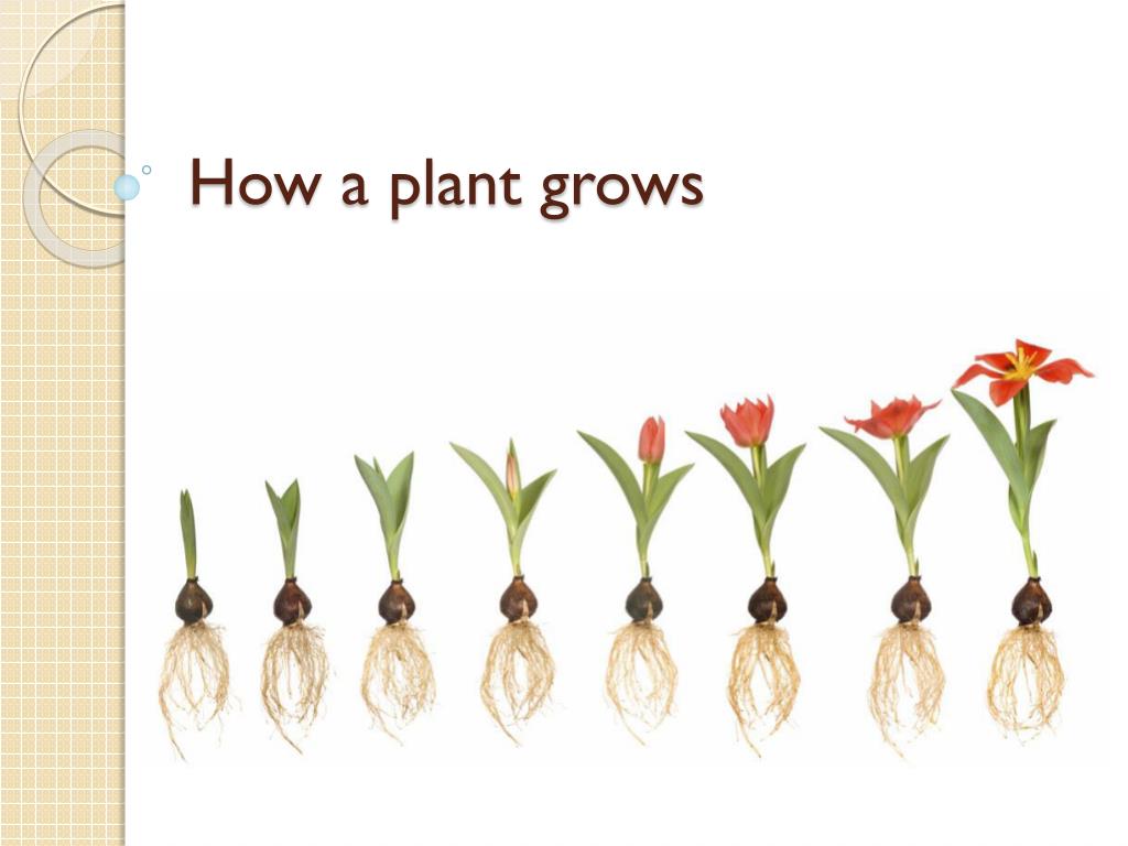 PPT - How a plant grows PowerPoint Presentation, free download - ID:2630542