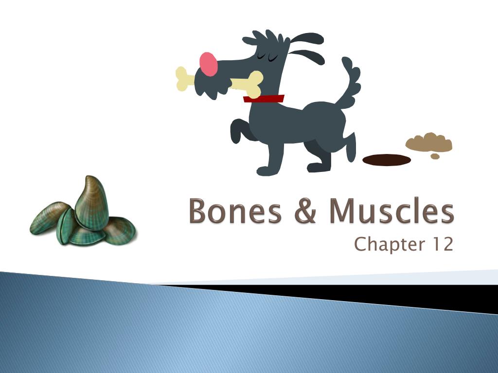 PPT - Bones & Muscles PowerPoint Presentation, free download - ID:2633730