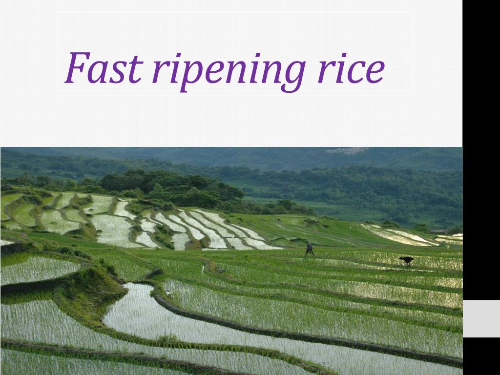 PPT - Fast ripening rice PowerPoint Presentation, free download - ID ...