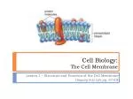 PPT - The Cell Membrane AP Biology PowerPoint Presentation, free ...